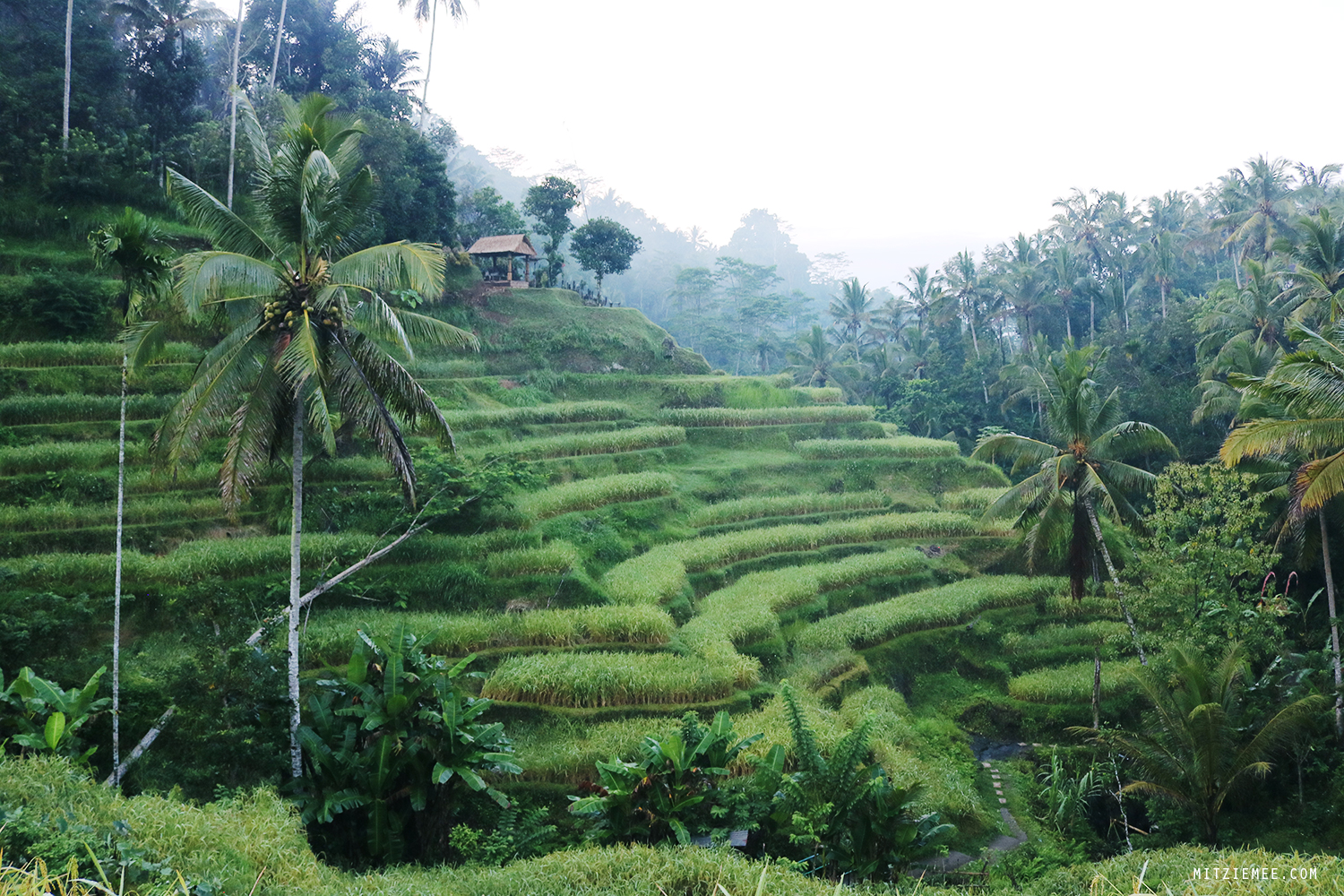 Bali: Tegallalang Rice Terraces - Mitzie Mee City Guides and Travel Blog